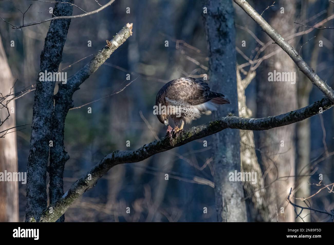 red tailed hawk on a tree branch eating a frog Stock Photo - Alamy