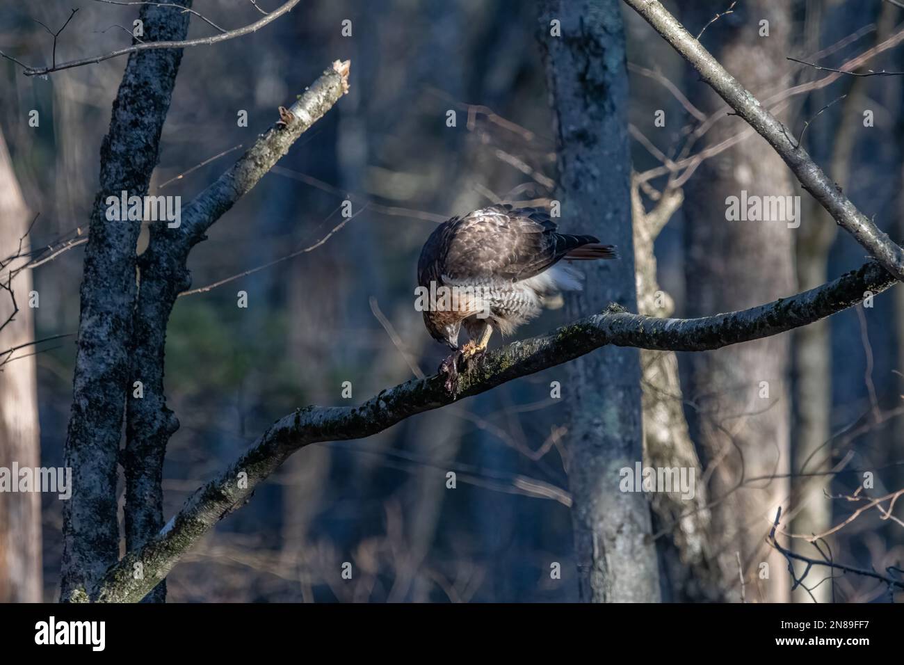 red tailed hawk on a tree branch eating a frog Stock Photo - Alamy