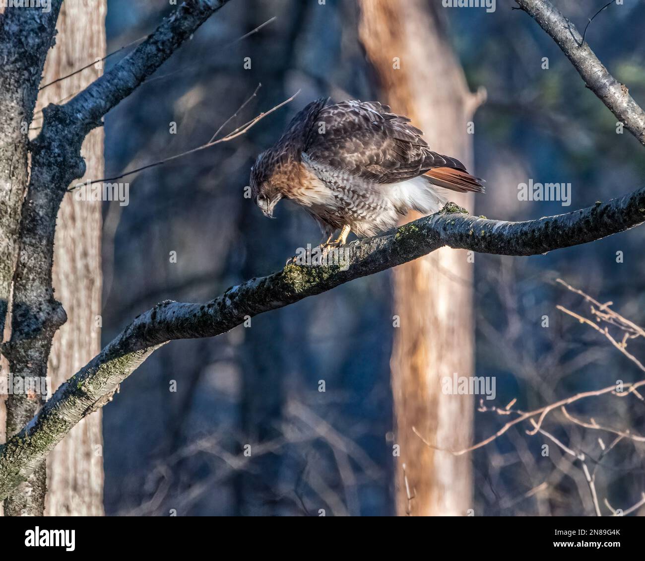 red tailed hawk on a tree branch eating a frog Stock Photo - Alamy