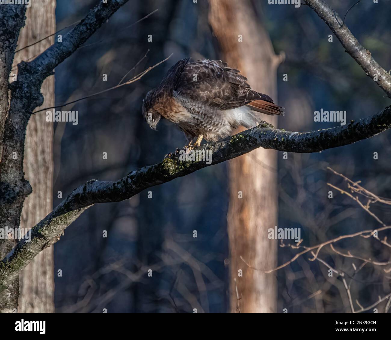 red tailed hawk on a tree branch eating a frog Stock Photo - Alamy