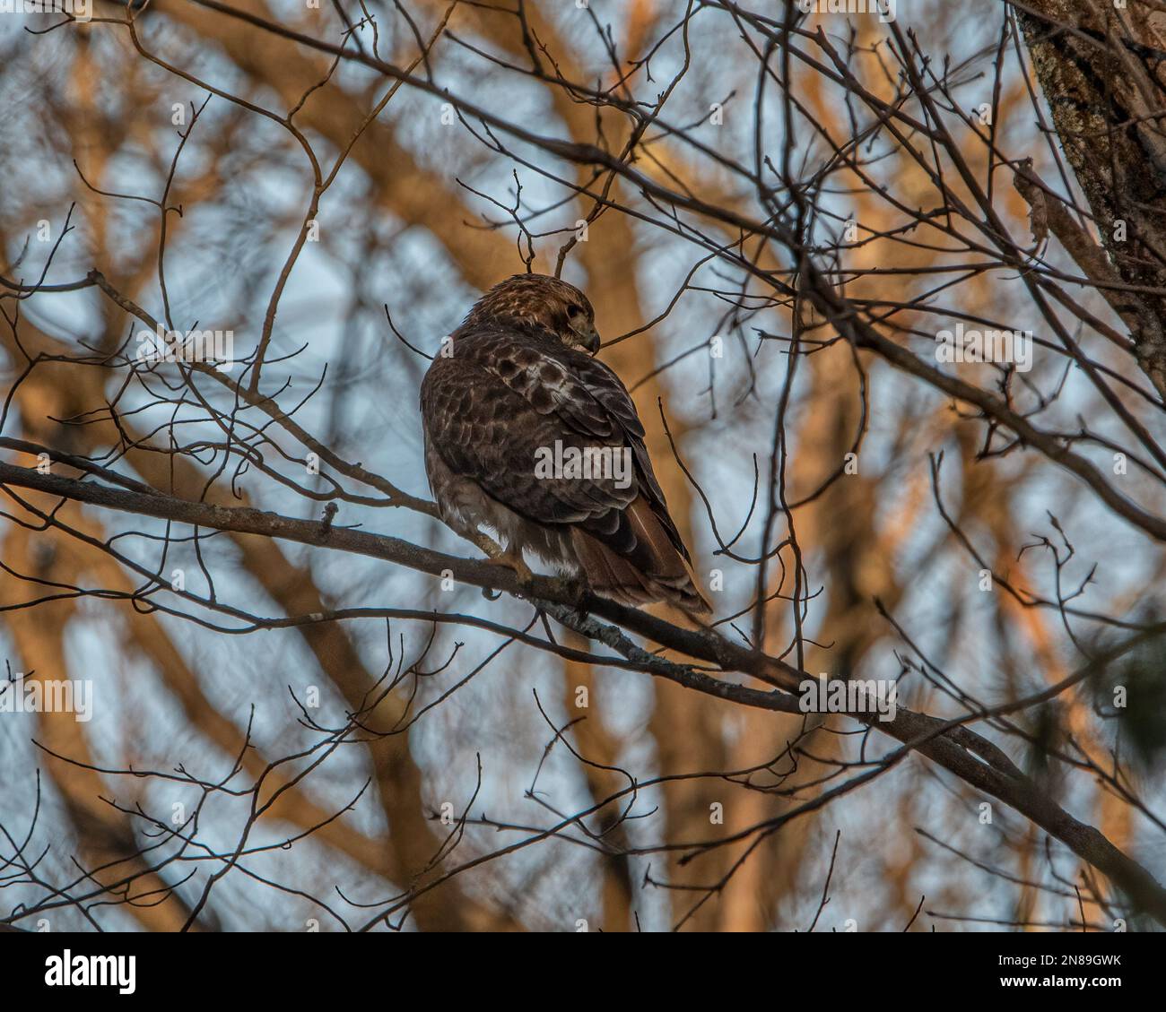 A red tailed hawk perched on a tree branch Stock Photo - Alamy
