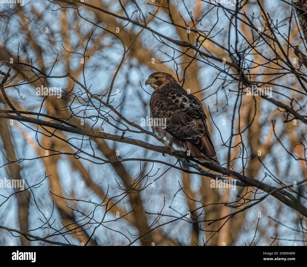 A red tailed hawk perched on a tree branch Stock Photo - Alamy