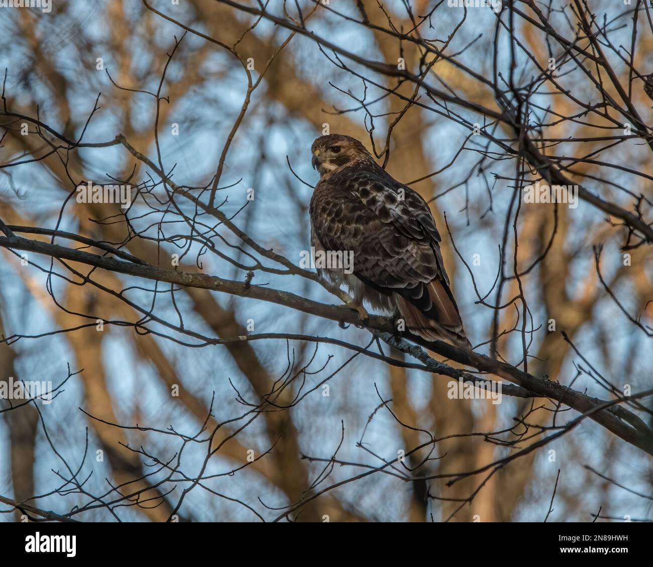A red tailed hawk perched on a tree branch Stock Photo - Alamy
