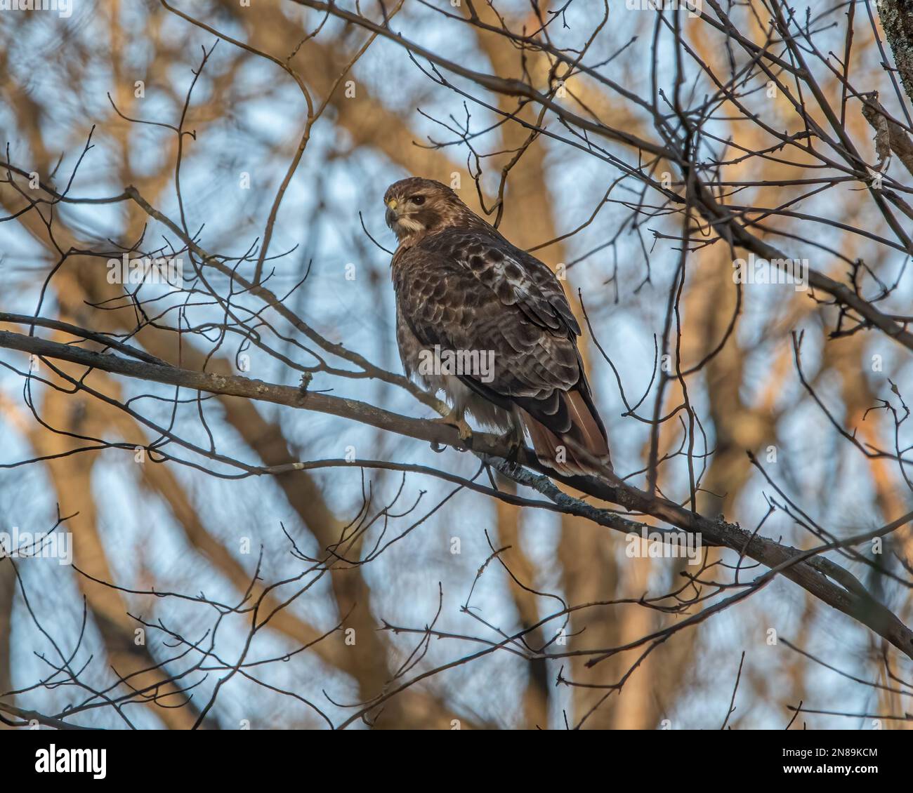 A red tailed hawk perched on a tree branch Stock Photo - Alamy