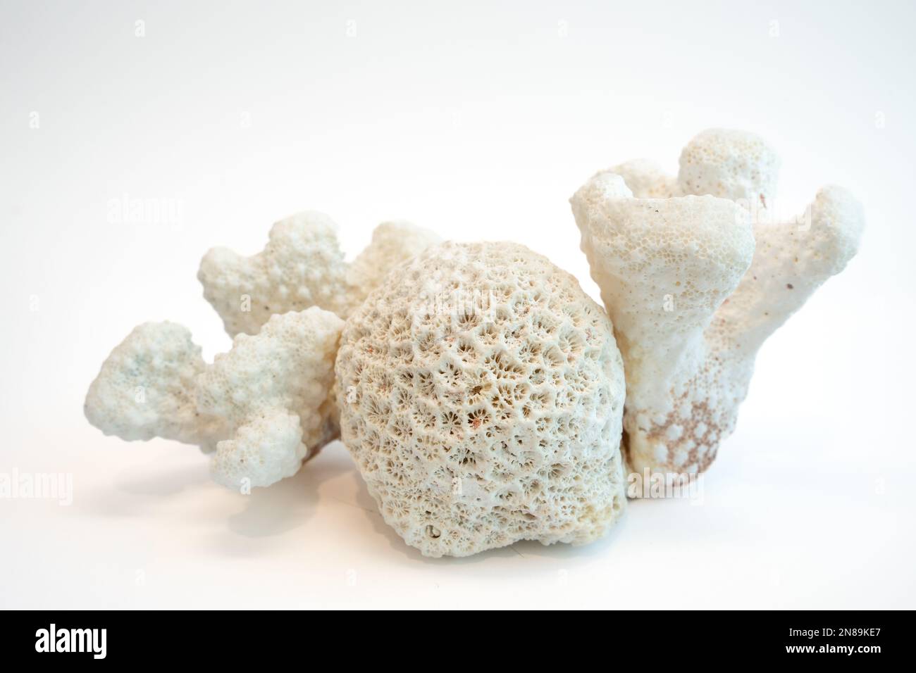 Dried coral isolated on white background. Coral are fragile and ...