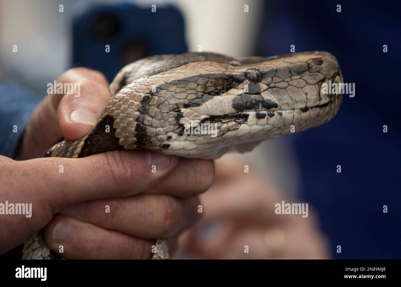 In this Thursday, Jan. 17, 2013 photo taken in the Florida Everglades ...