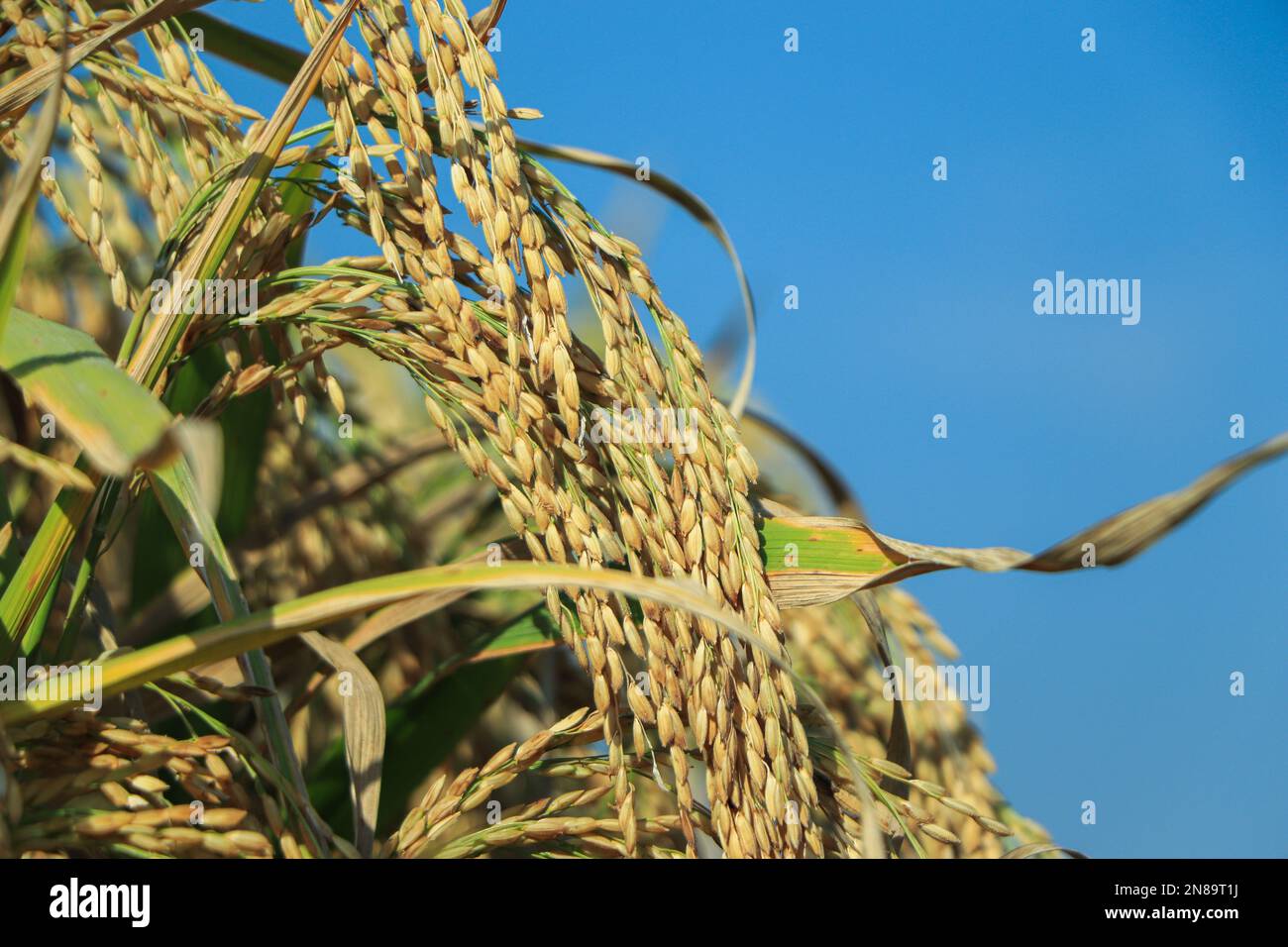 Ripe rice field and sky landscape on the farm Stock Photo - Alamy