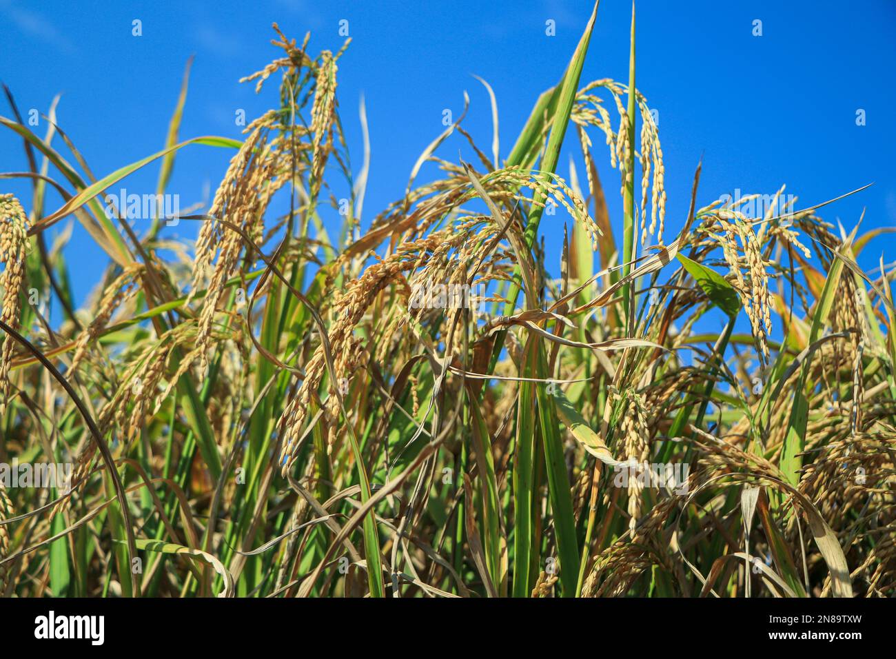 close up of yellow green paddy rice field in Bangladesh Stock Photo - Alamy