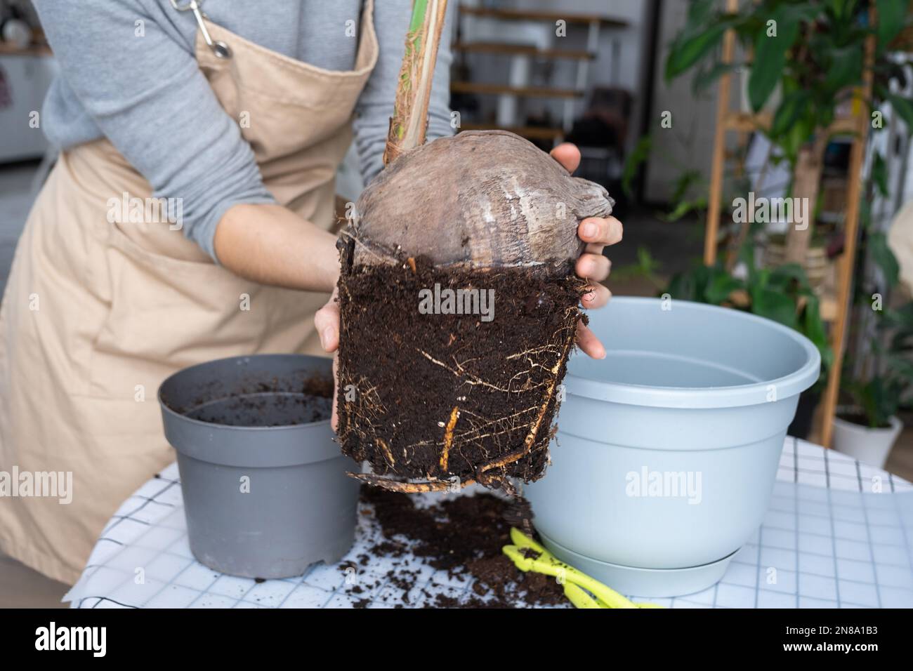 Woman replants a coconut palm nut with a lump of earth and roots in a ...