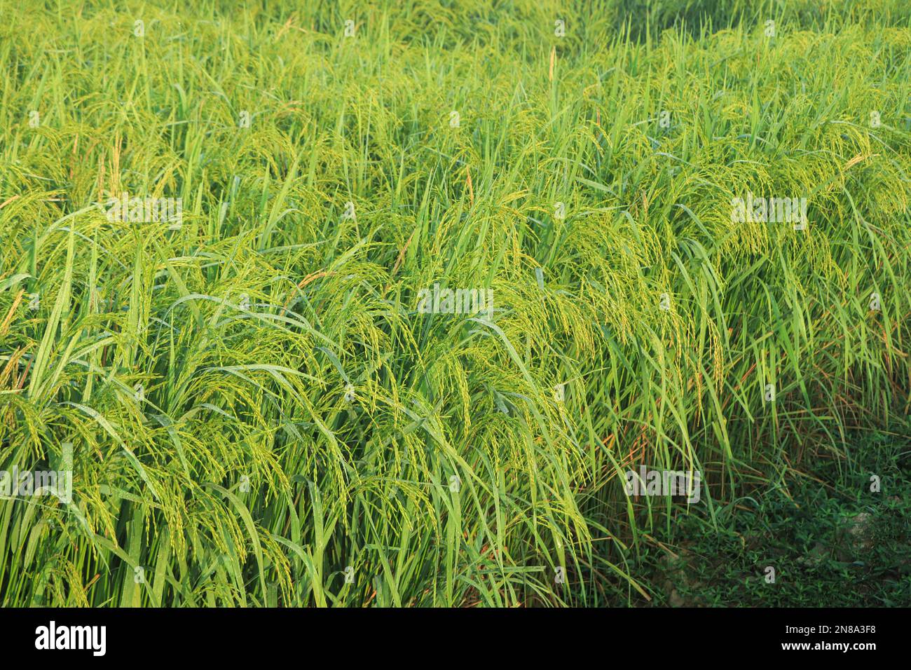 Ears of rice and blue sky. Close-up of the rice ears Stock Photo - Alamy