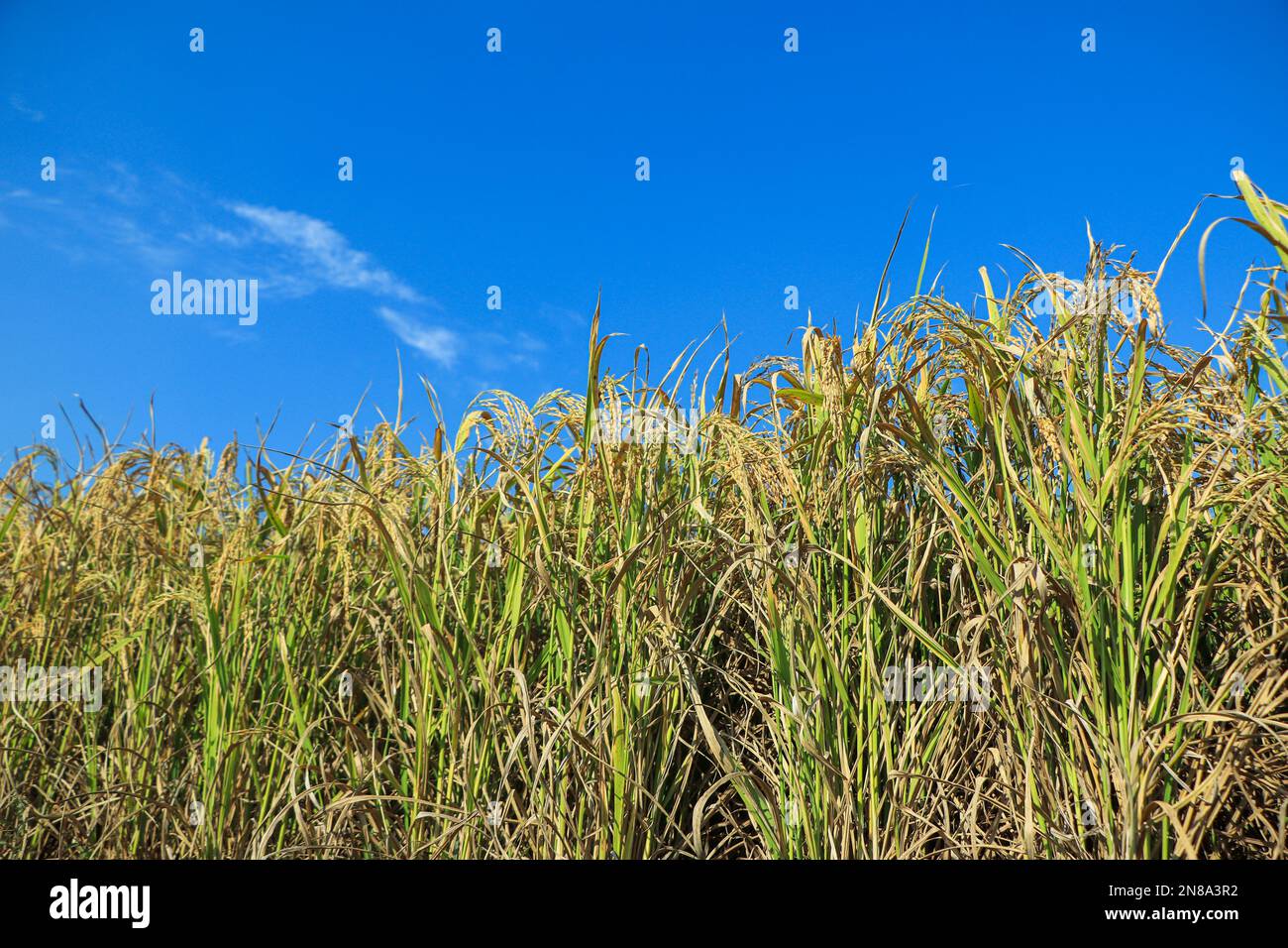 Ripe rice field and sky landscape on the farm Stock Photo - Alamy