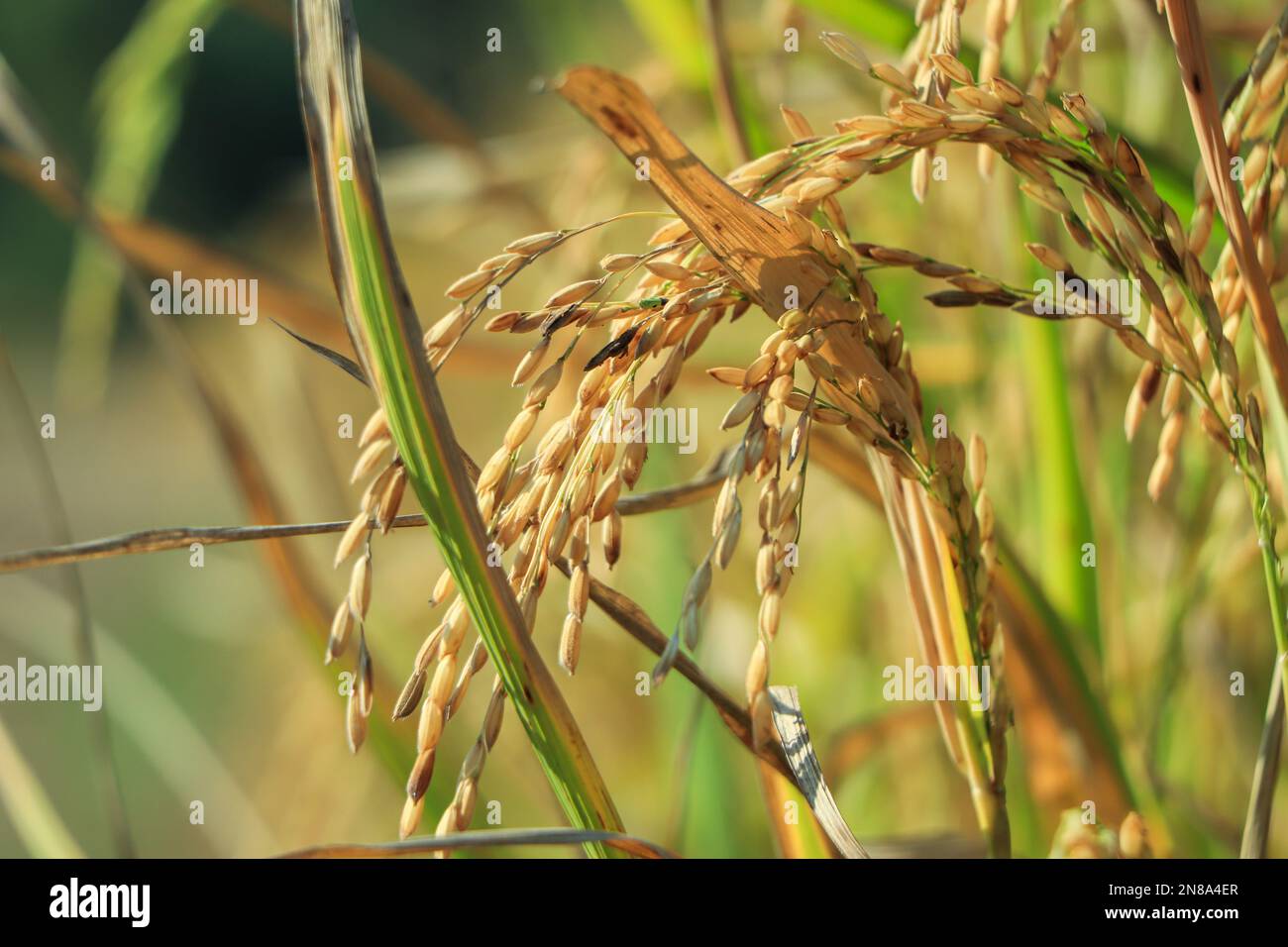 Ears of rice and blue sky. Close-up of the rice ears Stock Photo - Alamy