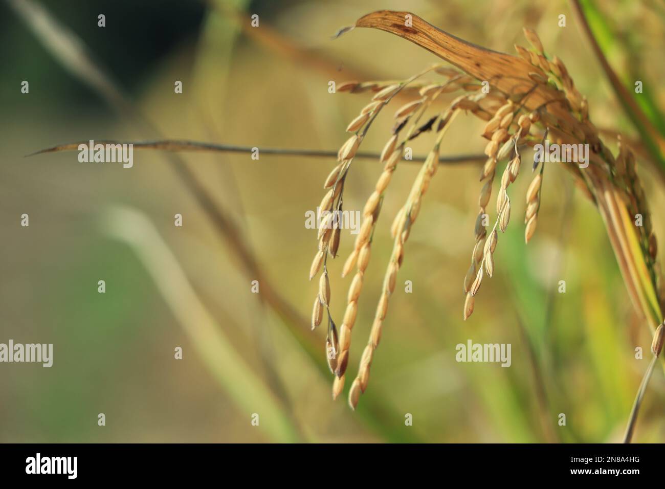 Ears of rice and blue sky. Close-up of the rice ears Stock Photo - Alamy