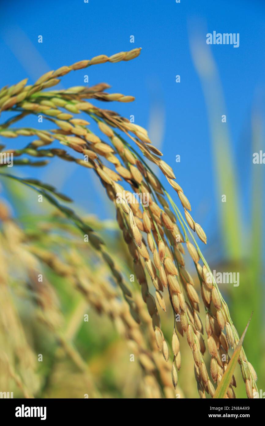 Close-up to thai rice seeds in ear of paddy.Beautiful golden rice field ...