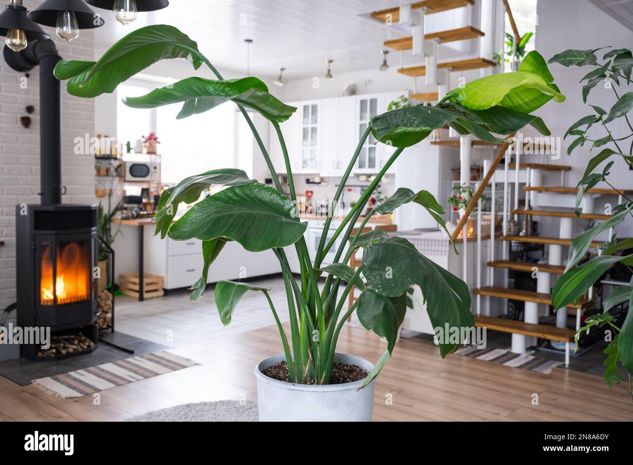 Strelitzia nicolai close-up in the interior on the stand. Houseplant Growing and caring for ...