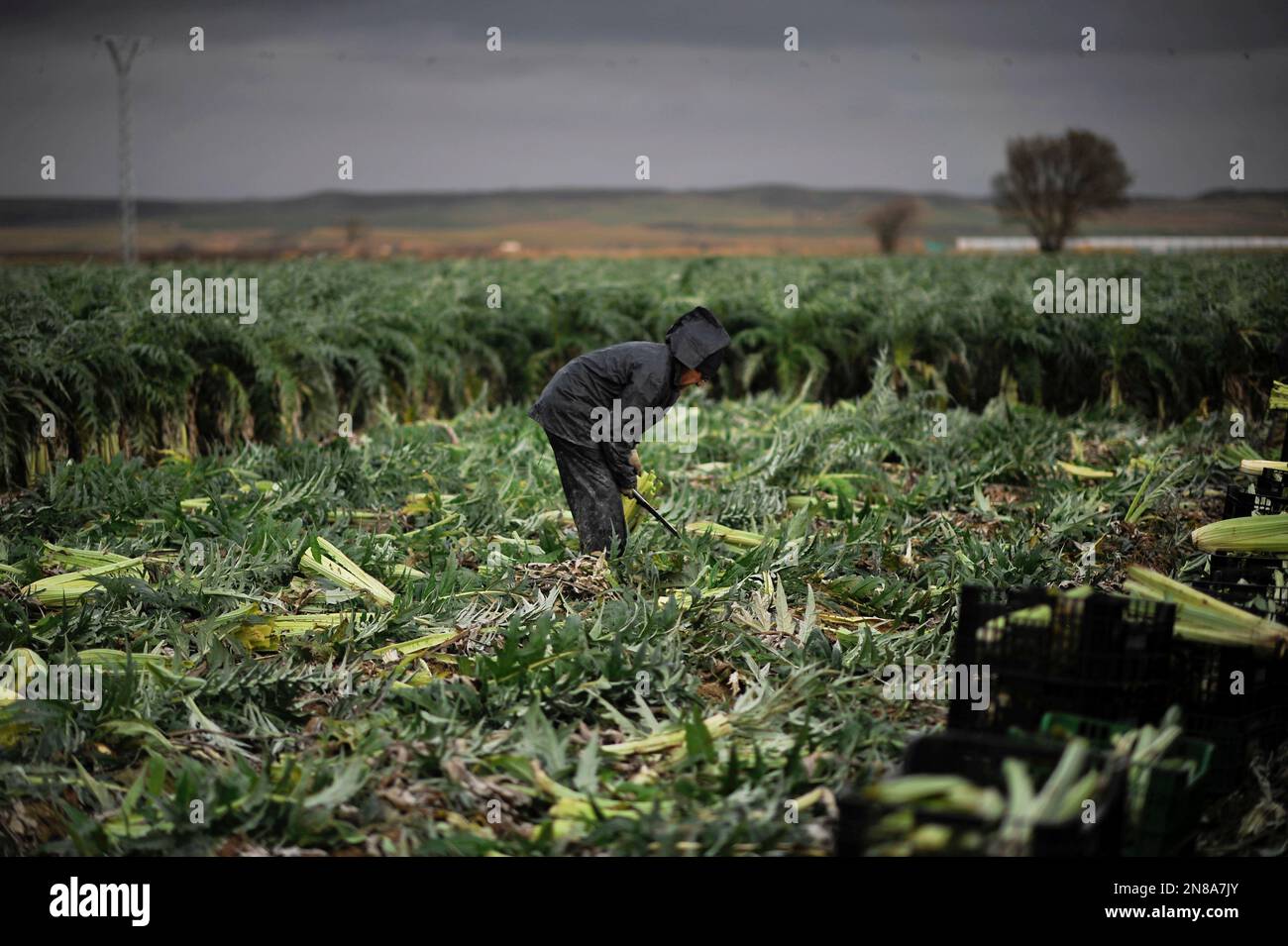 In this photo taken on last Jan. 14, 2013, Manuel Jimenez, 49, a ...