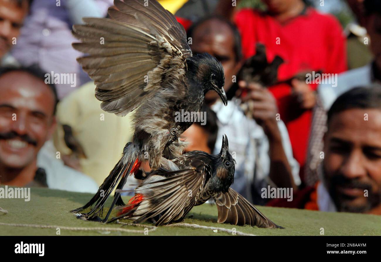 Spectators watch as two bulbuls fight during a traditional bulbul fight ...