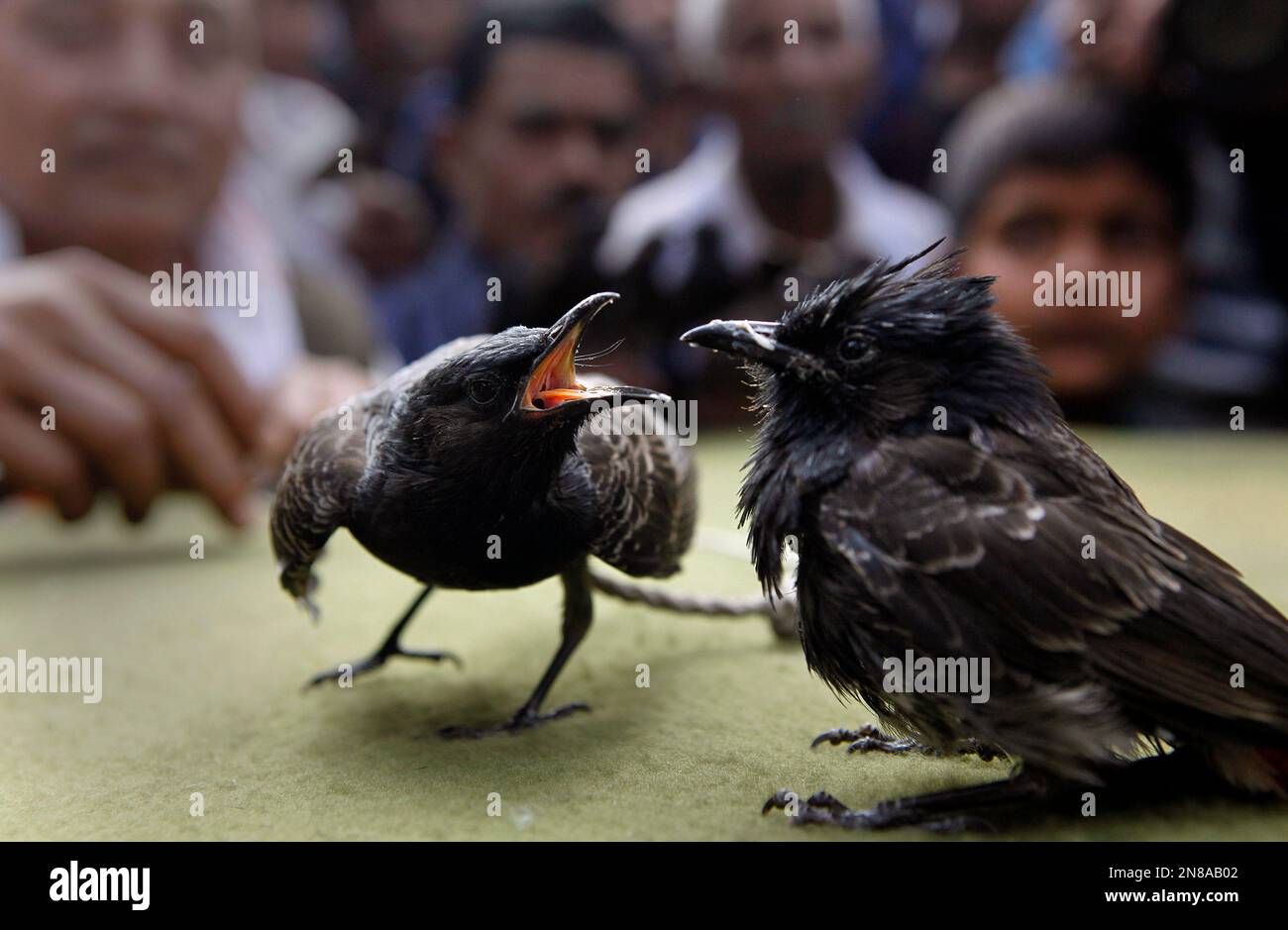 Spectators watch as two bulbuls fight during a traditional bird fight ...