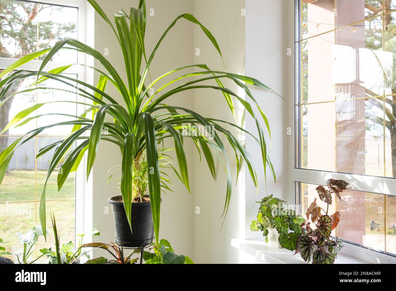 A large domestic plant Pandanus in the interior of the house on a stand ...