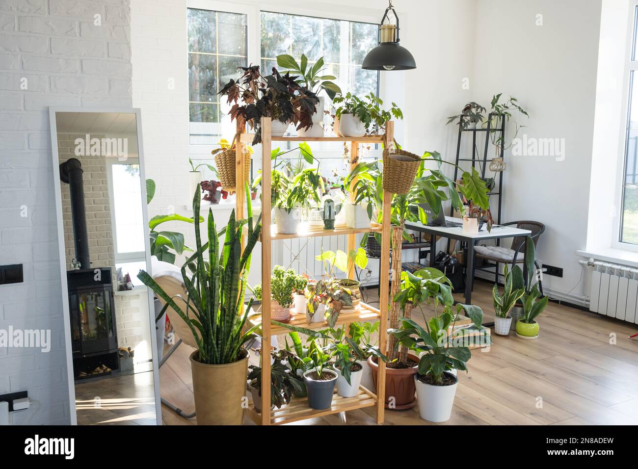 Shelving with a group of indoor plants in the interior. Houseplant ...