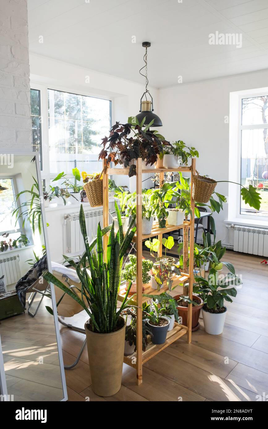 Shelving with a group of indoor plants in the interior. Houseplant ...
