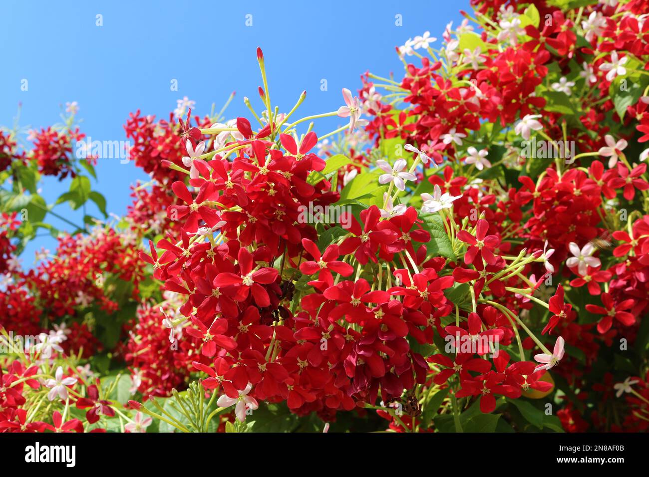 Red flowers in Israel in the autumn Stock Photo - Alamy