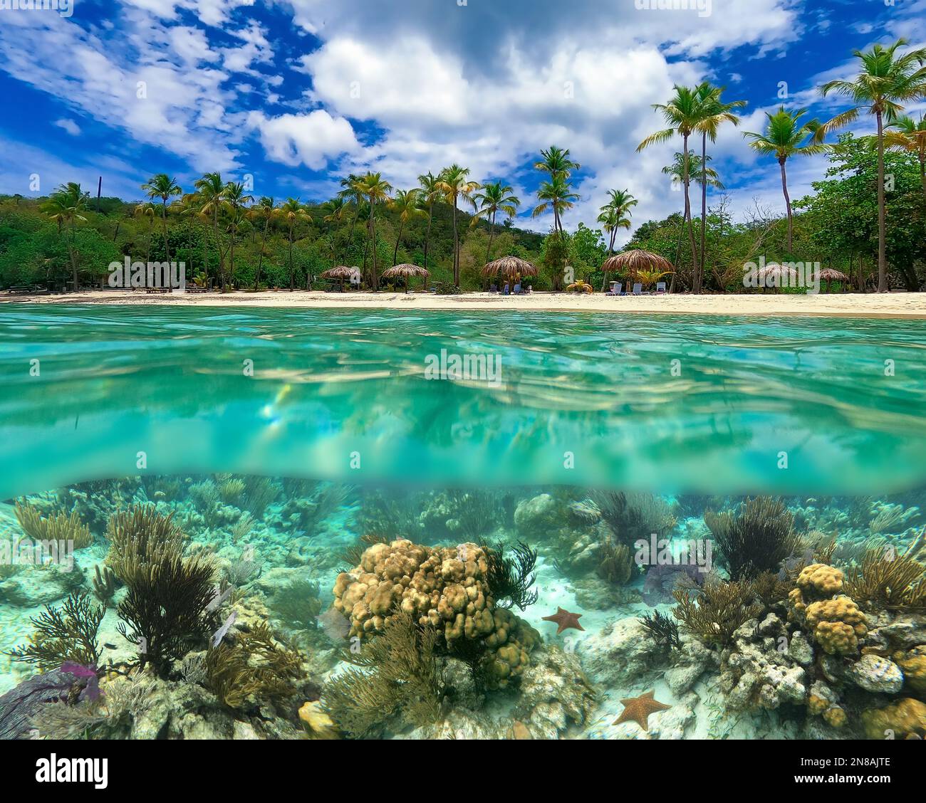 Colorful coral reef with many fishes and sea turtle. The people at ...