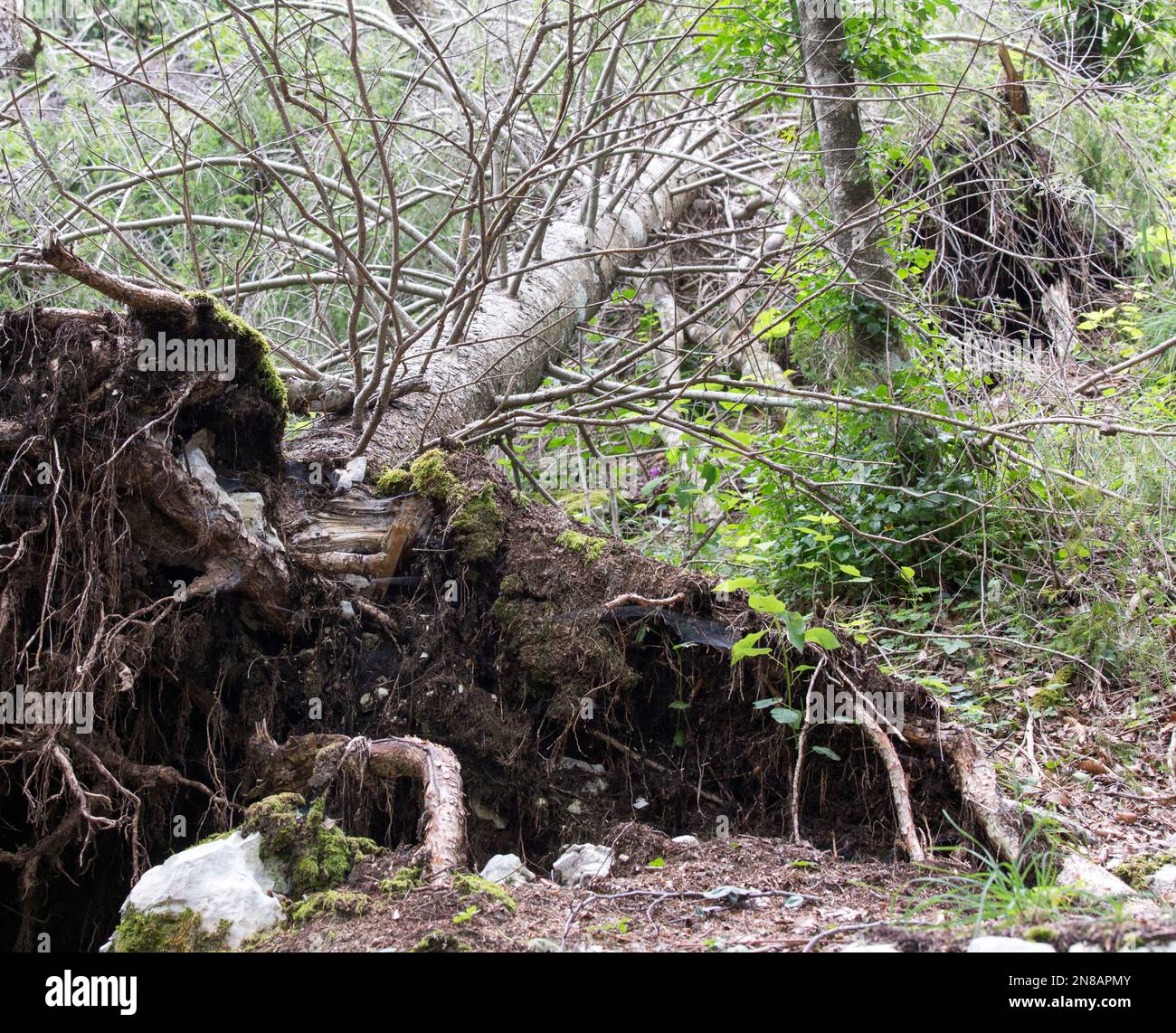 A view of fallen tree in the wood Stock Photo - Alamy