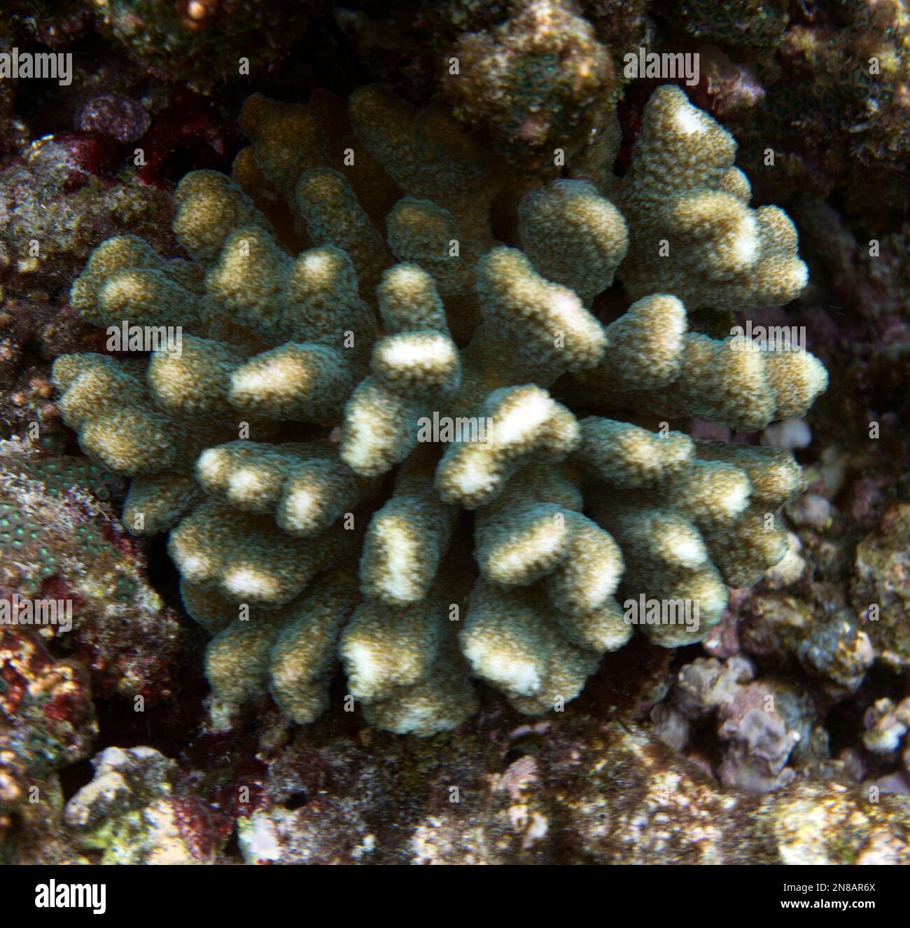 View of corals in the Seychelles reef Stock Photo - Alamy