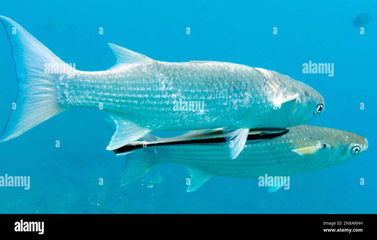View of mullet fish with remora fish in the sea Stock Photo - Alamy