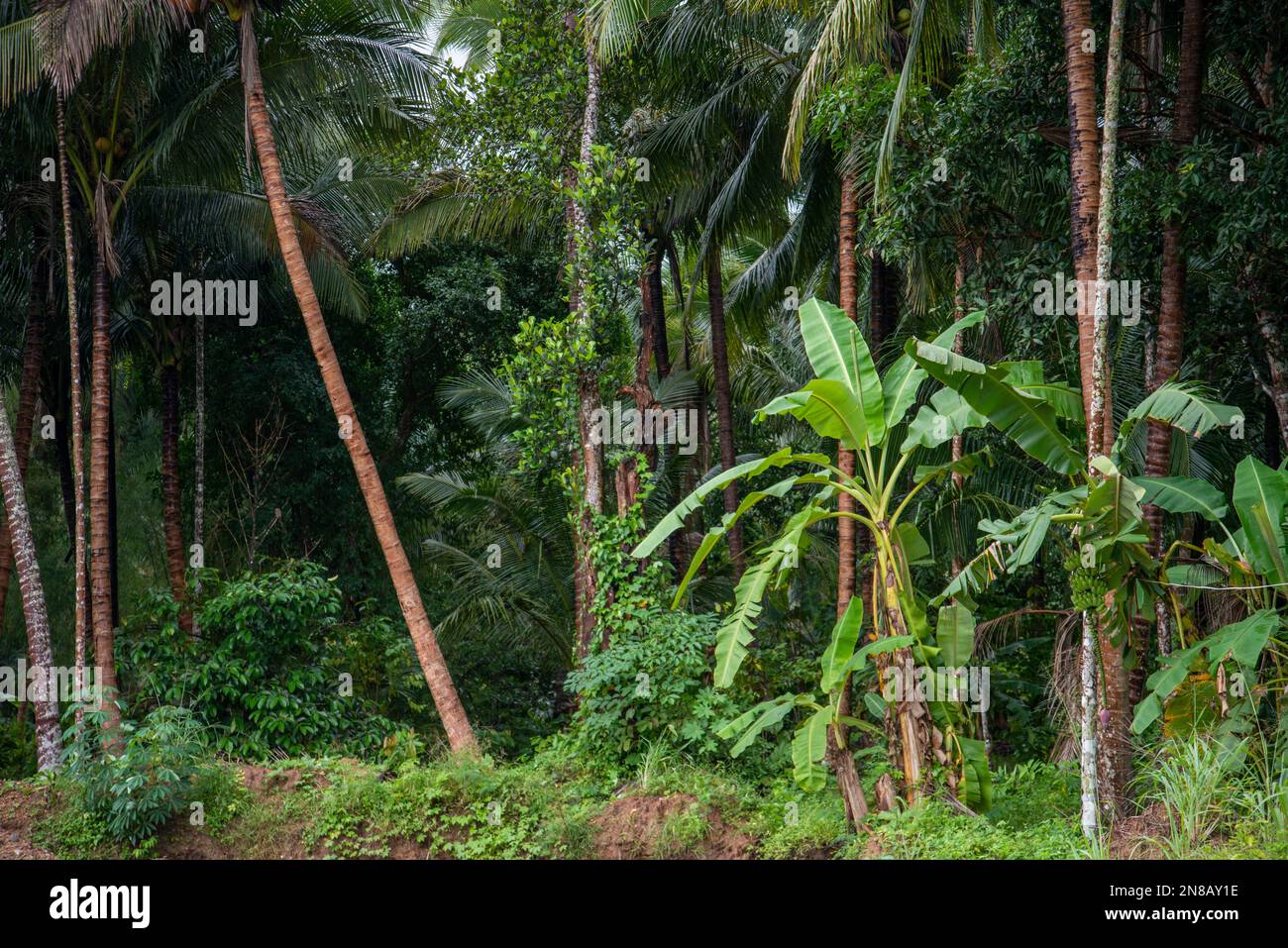 Ron tree hi-res stock photography and images - Alamy