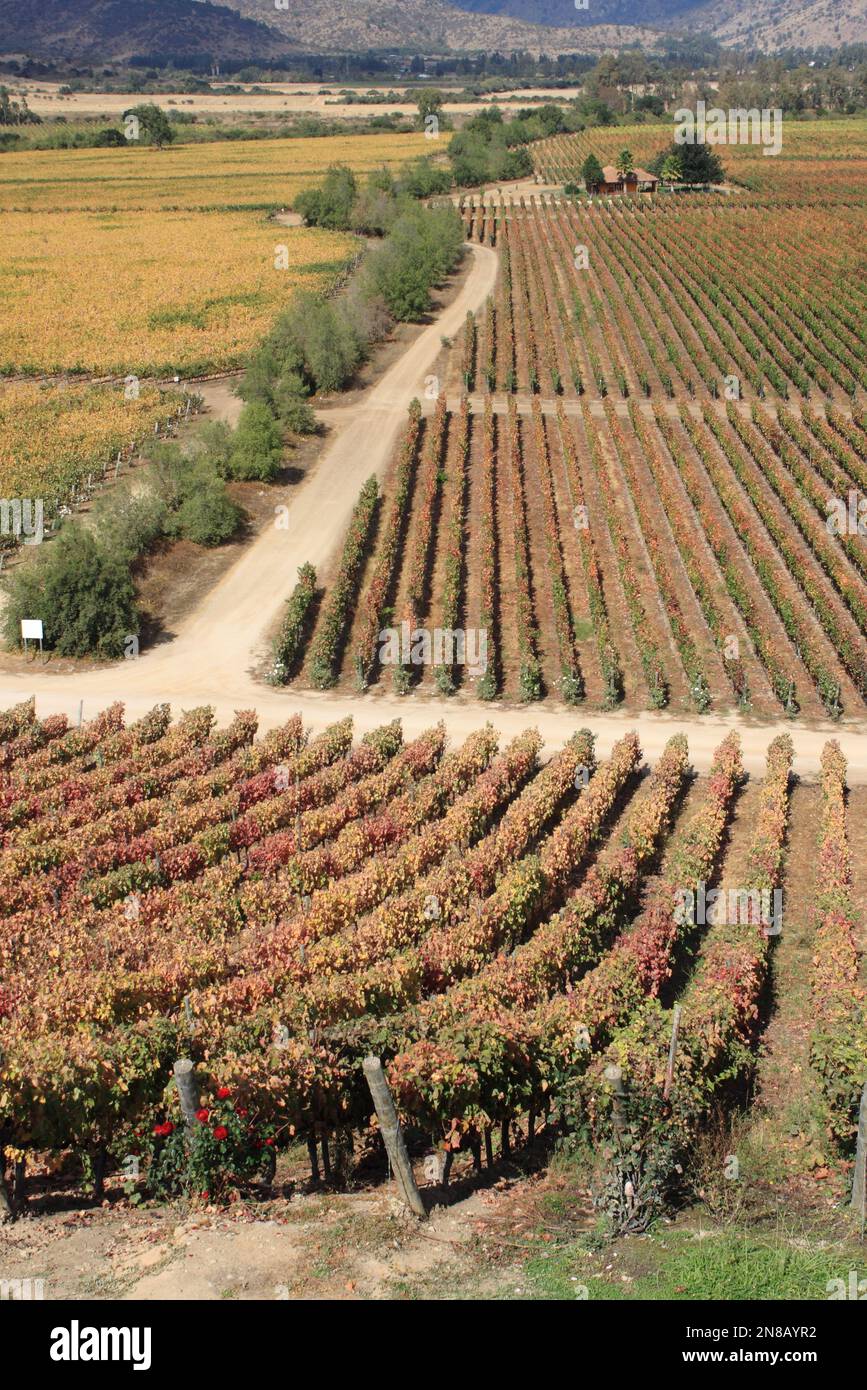 Vineyard chile harvest hi-res stock photography and images - Alamy