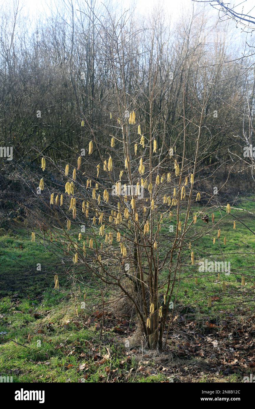 Catkins, small hazel tree / bush, Ely Trail, Sanitorium Park, Leckwith ...