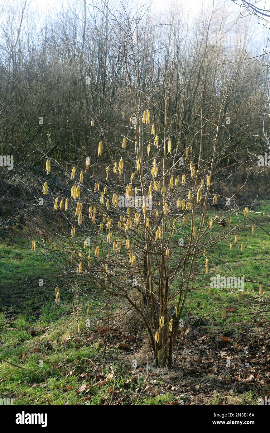 Catkins of hazel tree hi-res stock photography and images - Alamy