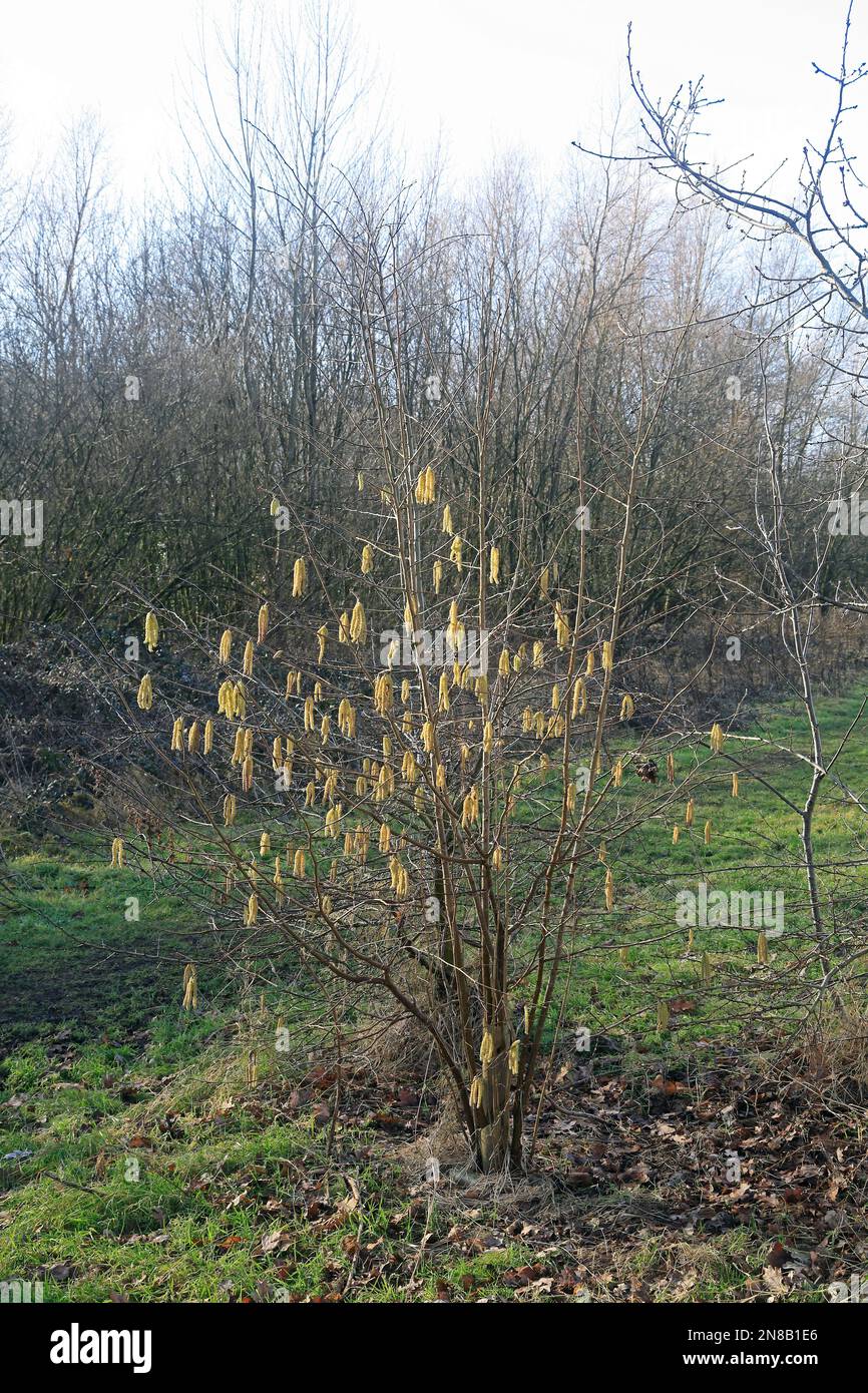 Catkins of hazel tree hi-res stock photography and images - Alamy