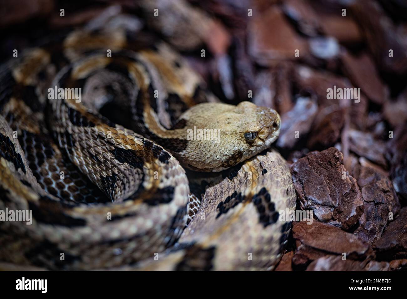 A closeup of a Timber rattlesnake, Crotalus horridus snake captured in ...