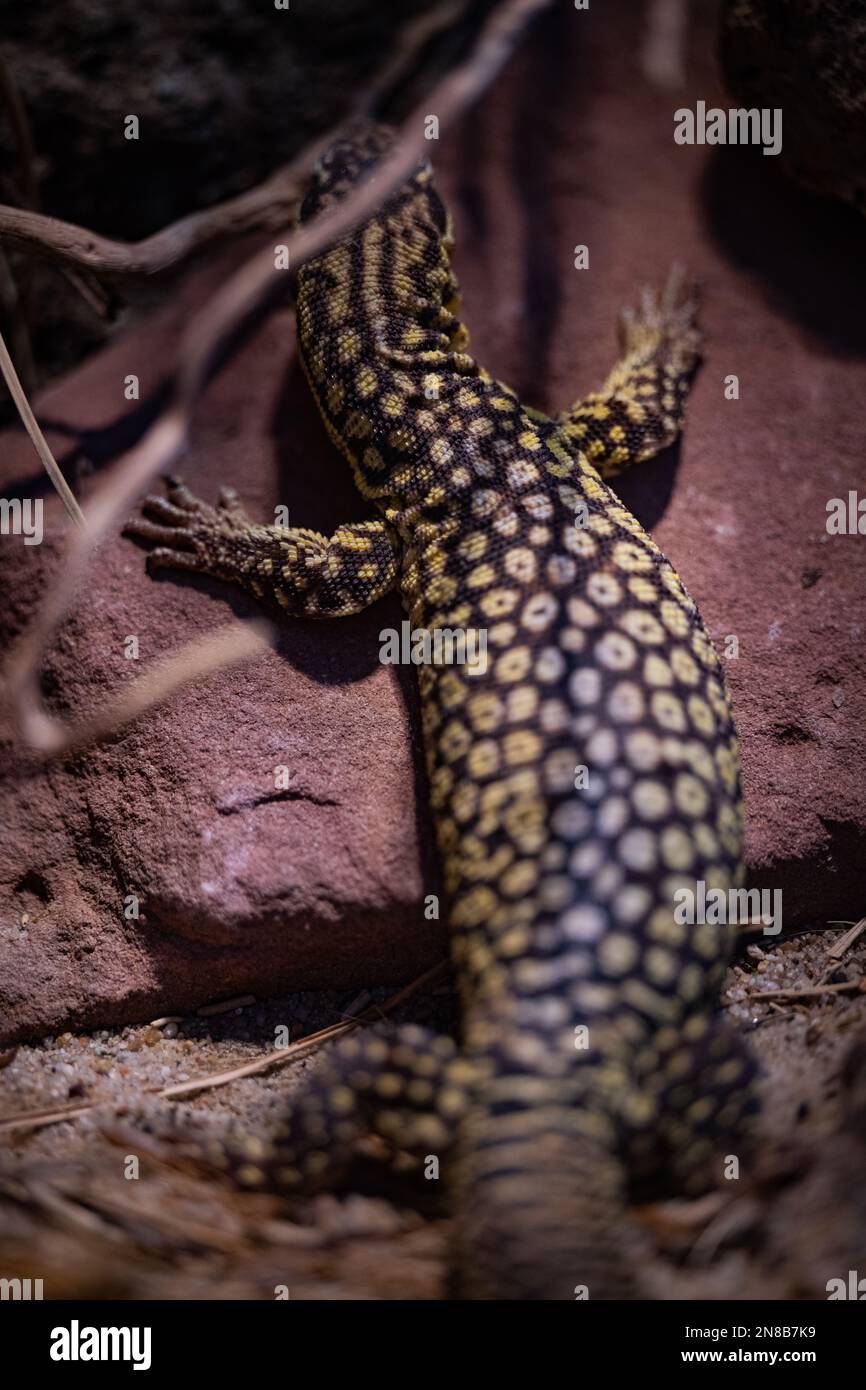 A top view closeup of a spiny-tailed monitor, Varanus acanthurus Stock ...