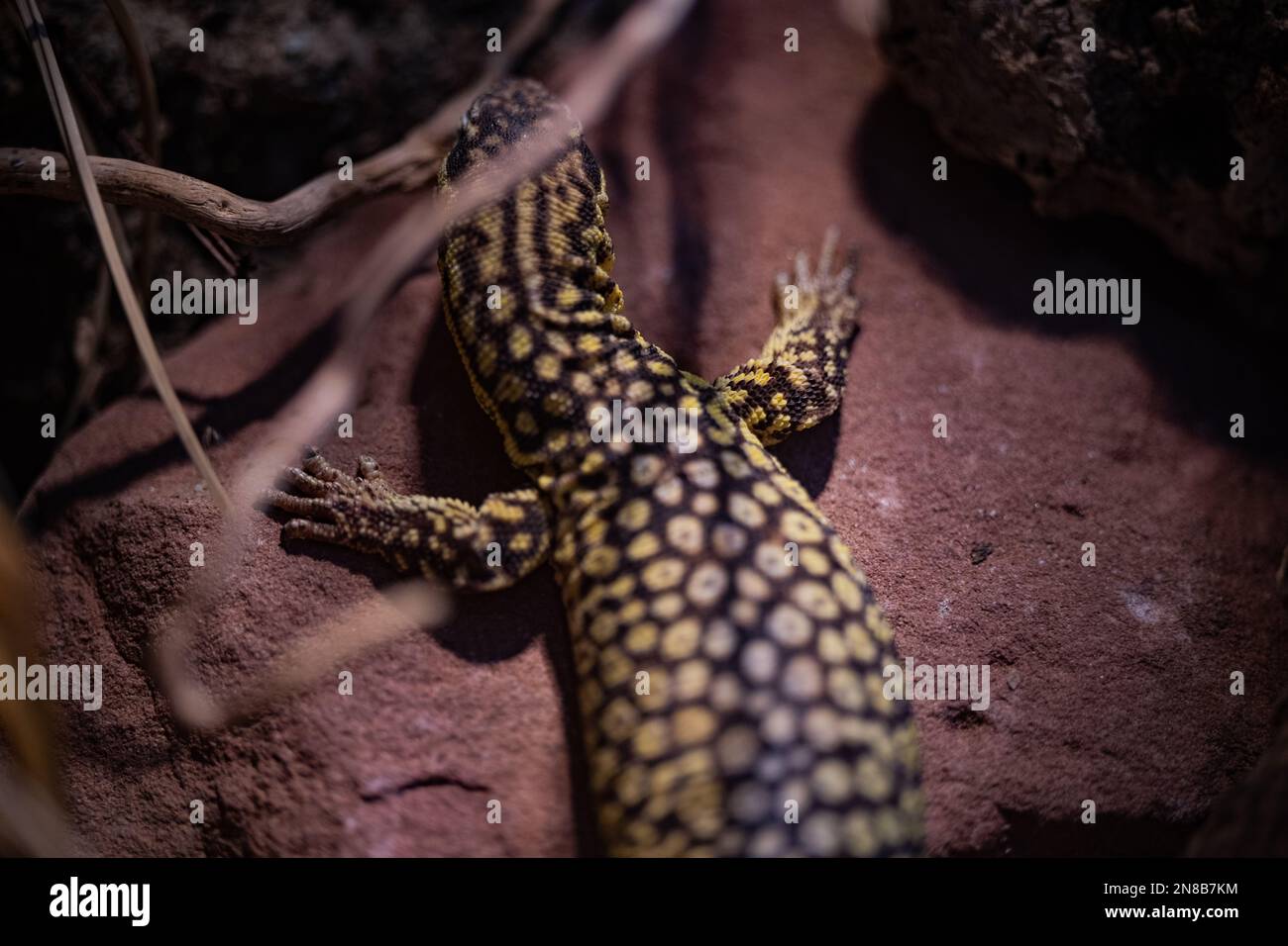 A top view closeup of a spiny-tailed monitor, Varanus acanthurus Stock ...