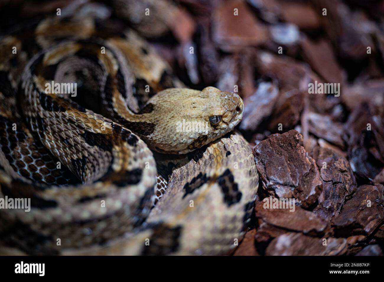 A closeup of a Timber rattlesnake, Crotalus horridus snake captured in ...