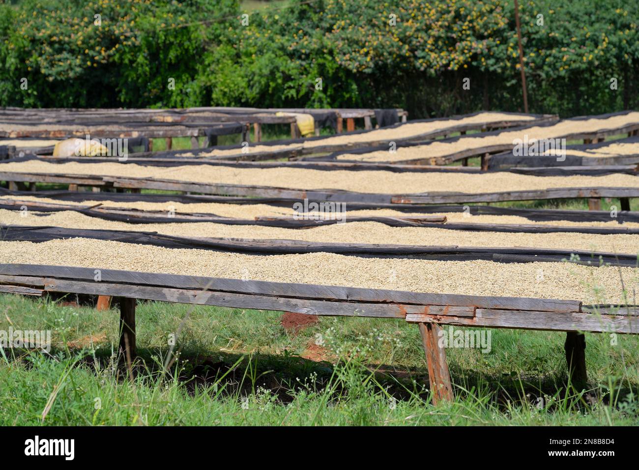 Kenya is a major producer and supplier of coffee - Fairview Estate ...