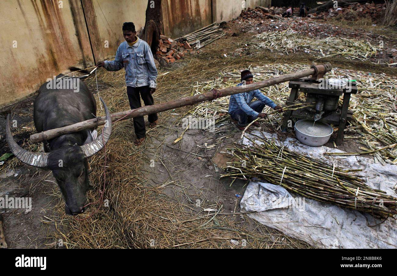 Indian men make molasses from sugarcane at a food festival ahead of the ...