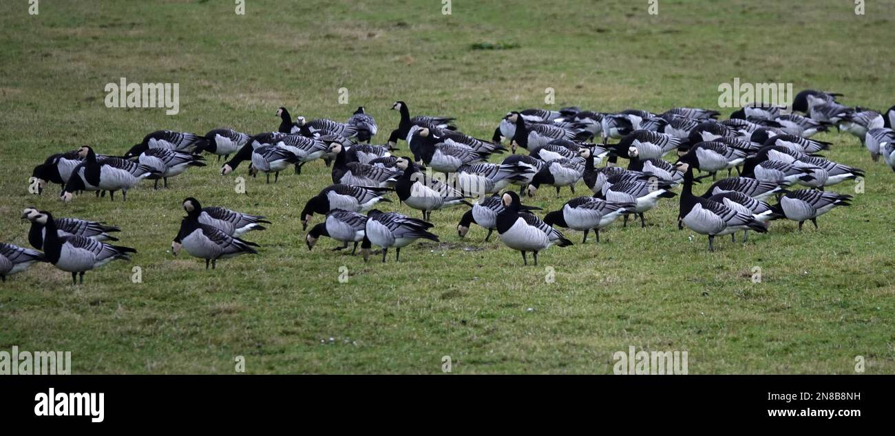 The The barnacle goose (Branta leucopsis) is a species of goose that ...