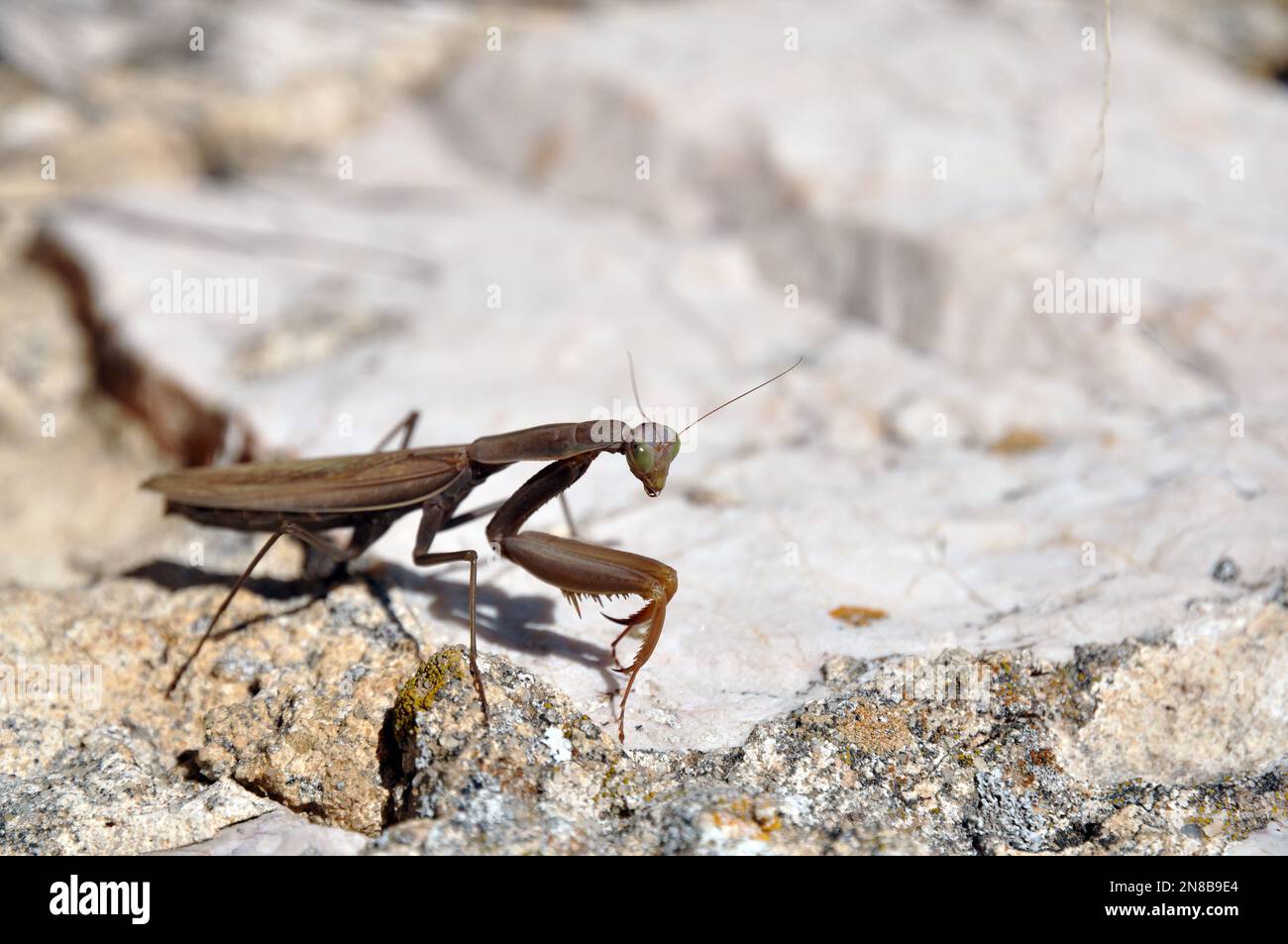 Praying mantis on a rock in Provence Stock Photo - Alamy