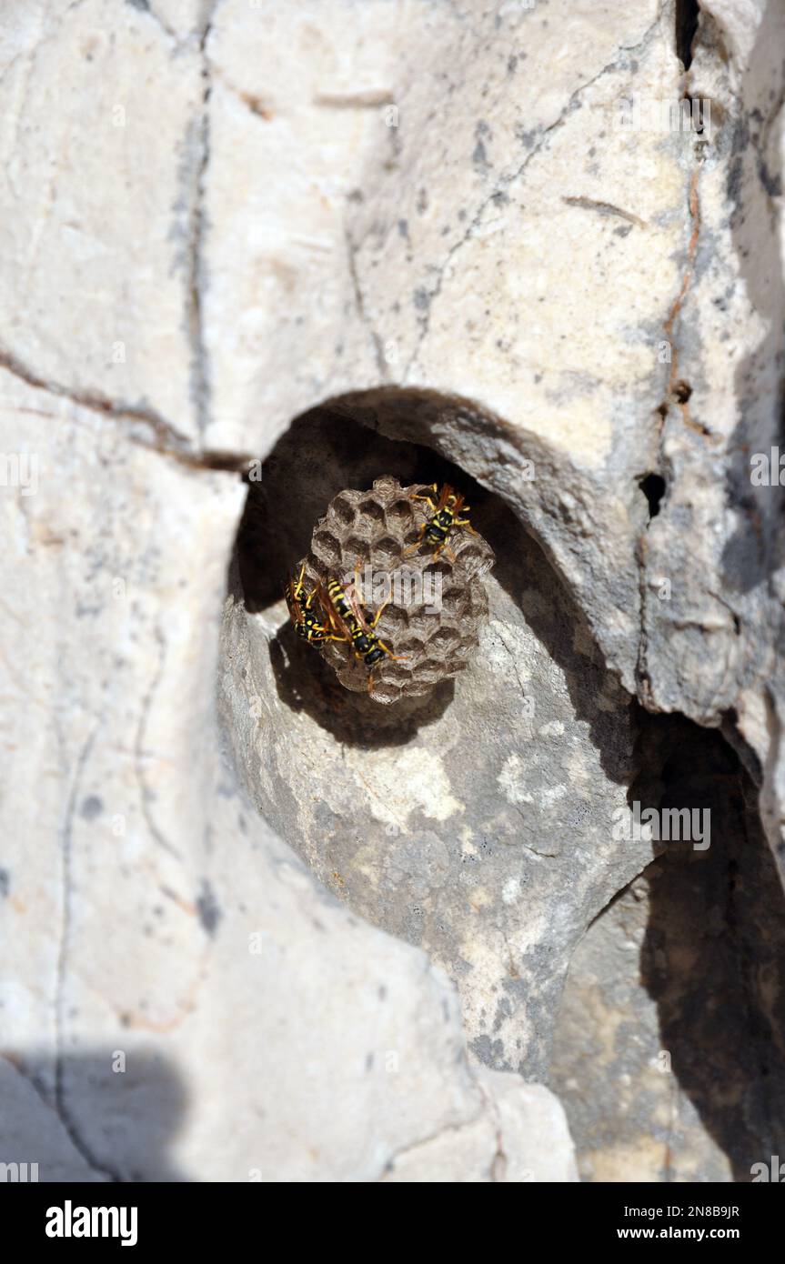 Wasp on a wall hi-res stock photography and images - Alamy