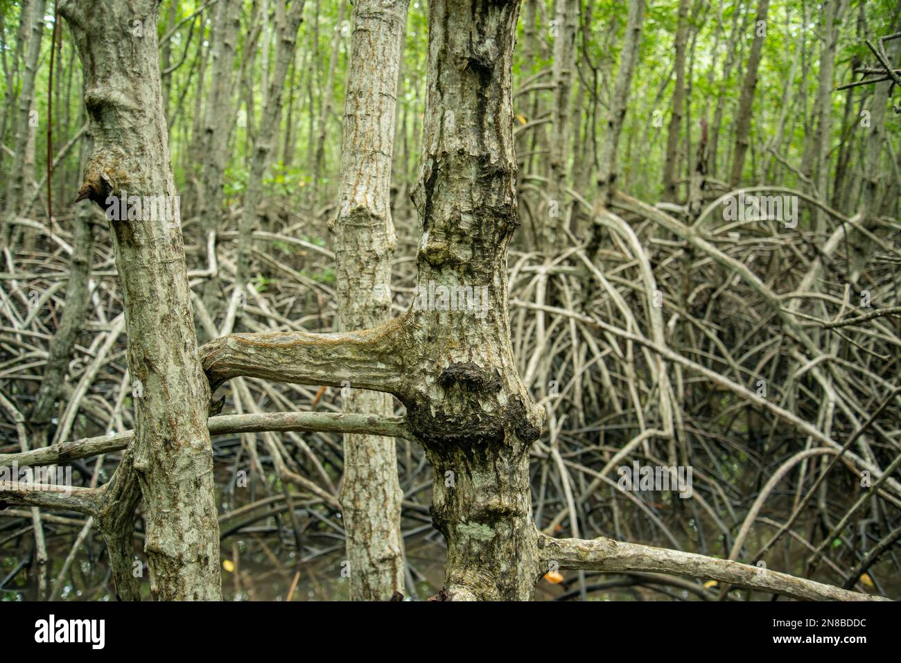the Mangroves Plants at the Pranburi Natural park near Pranburi and the ...