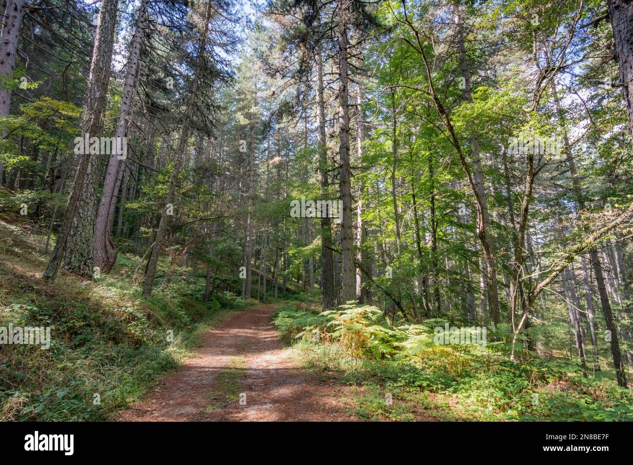 Pinus nigra laricio forest calabria hi-res stock photography and images ...