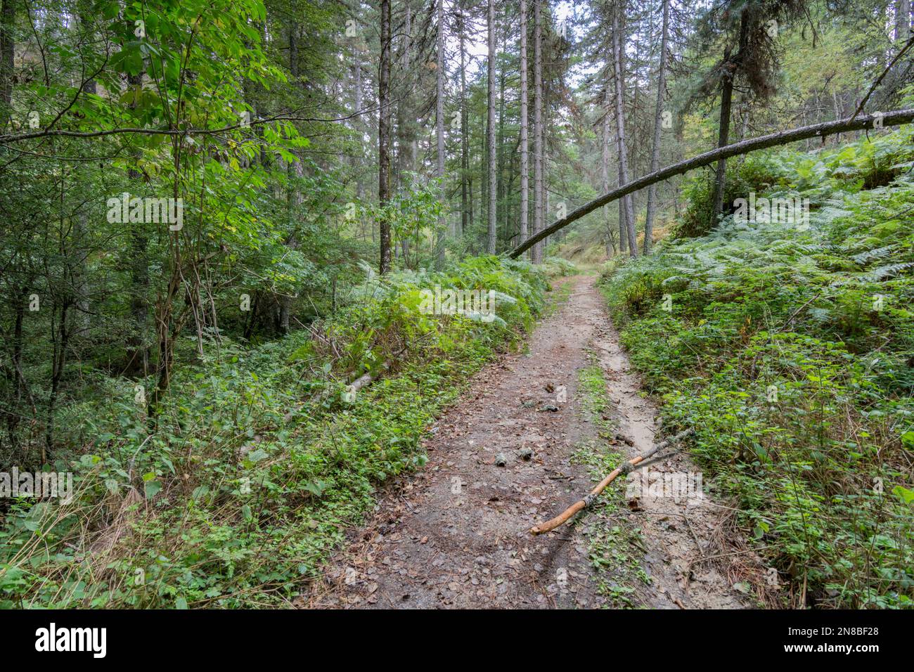 Hiking trail in the Sila park, Calabria Stock Photo - Alamy