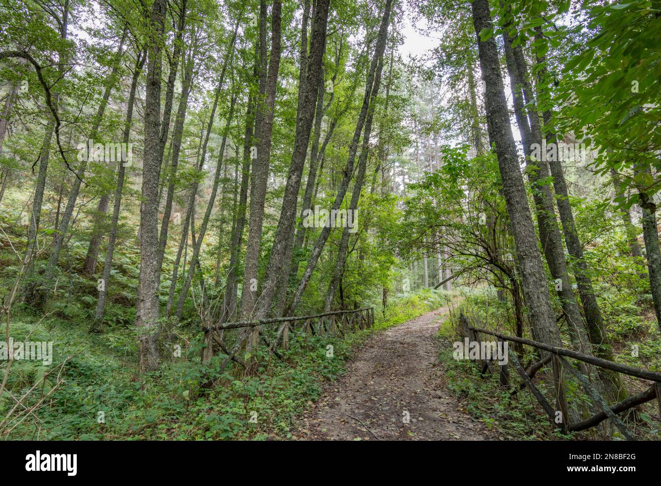 Hiking trail in the Sila park, Calabria Stock Photo - Alamy