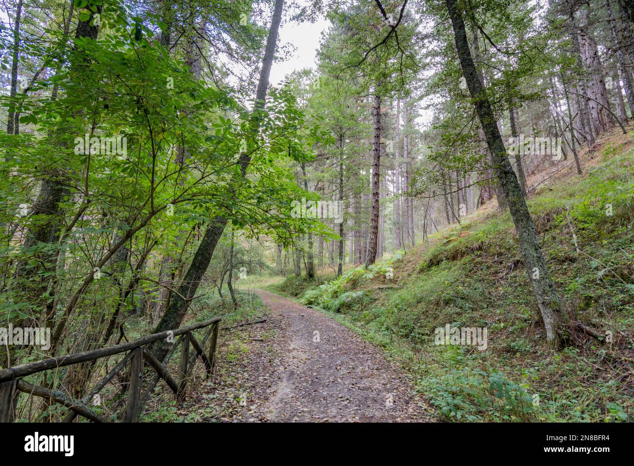 Hiking trail in the Sila park, Calabria Stock Photo - Alamy