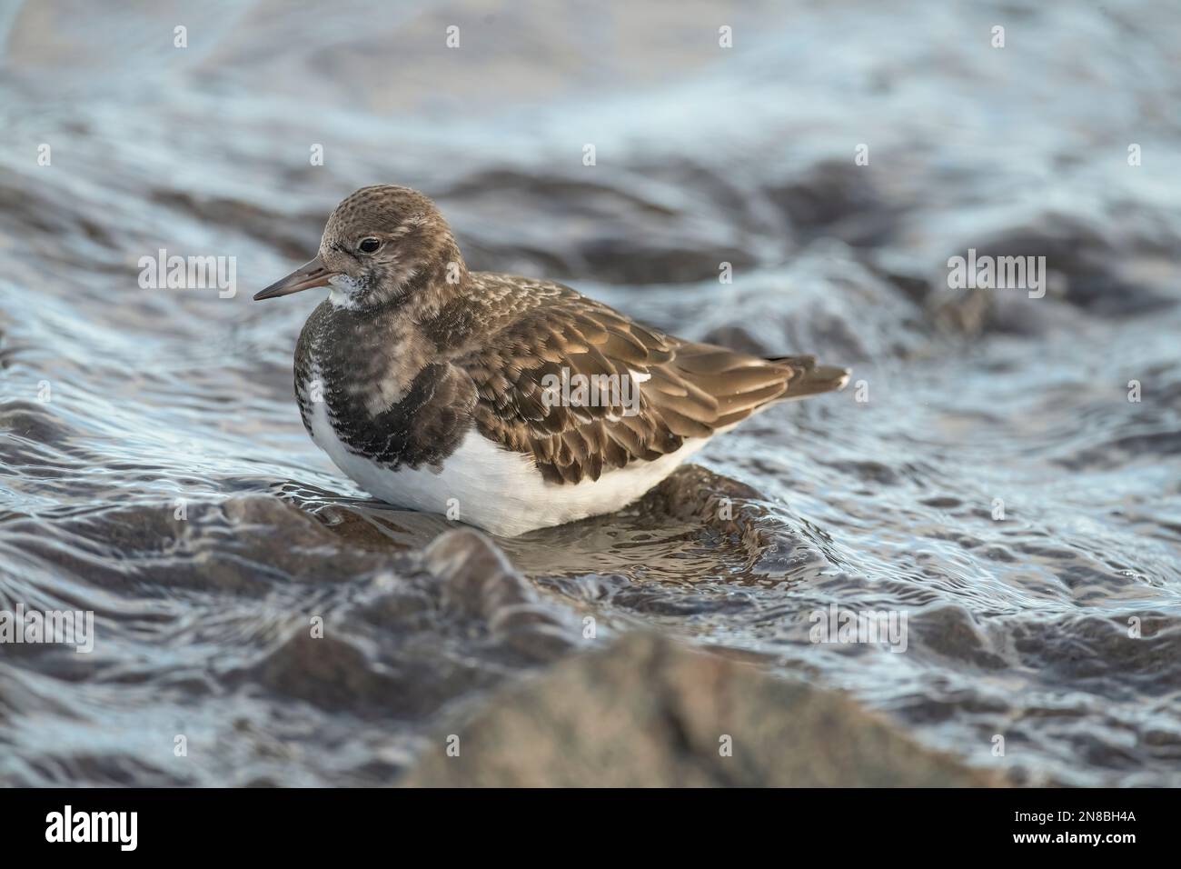 turnstone, arenaria interpres, standing in the sea in the winter in the ...